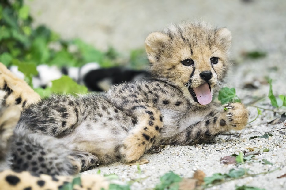 Alle Tierbabys in einem Kalender – Tiergarten Schönbrunn