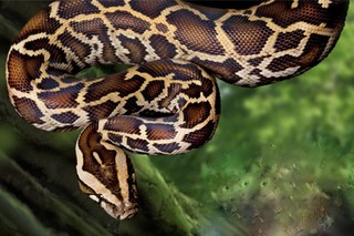 Reptilien – Tiergarten Schönbrunn