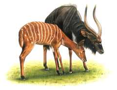 Nyala – Tiergarten Schönbrunn