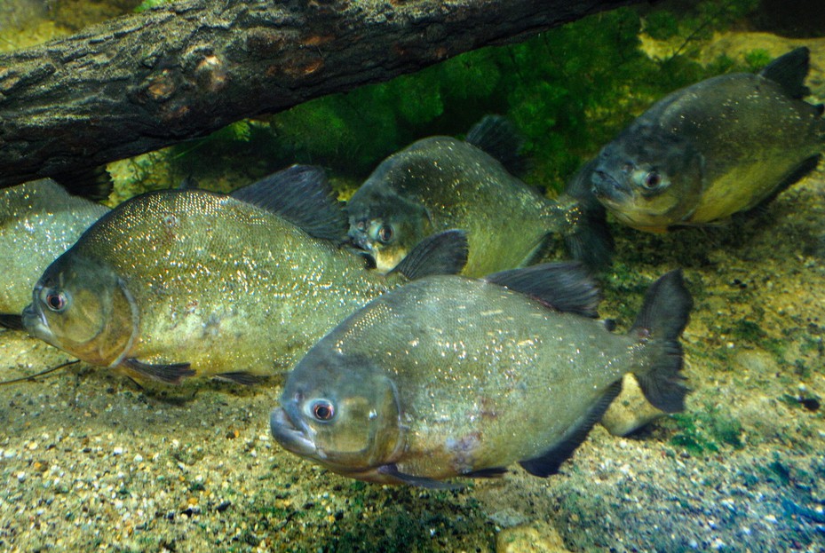 Piranhas-Alarm – Tiergarten Schönbrunn
