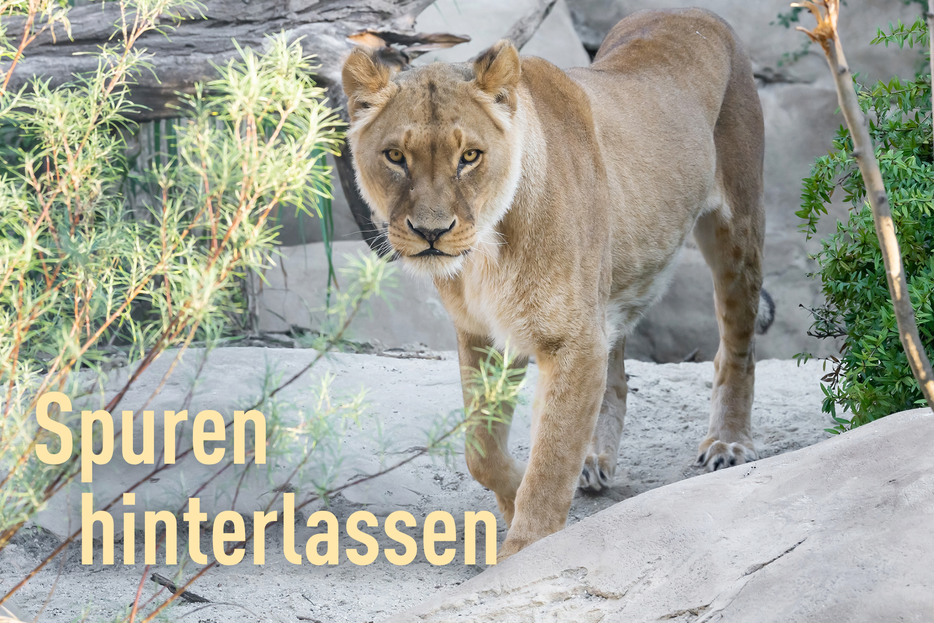 Spuren hinterlassen - Info-Veranstaltung – Tiergarten Schönbrunn