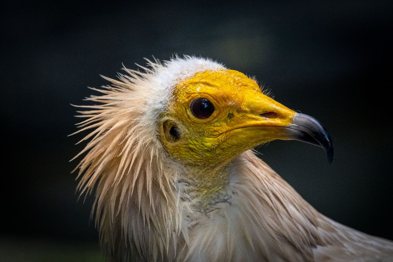 Schmutzgeier – Tiergarten Schönbrunn