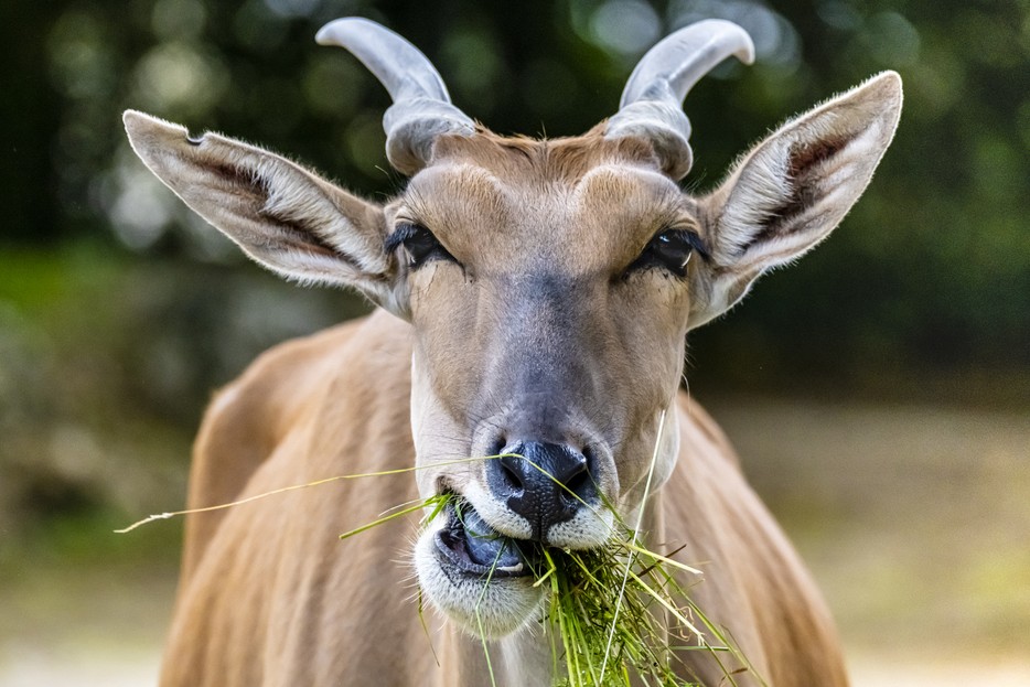 Elenantilope – Tiergarten Schönbrunn