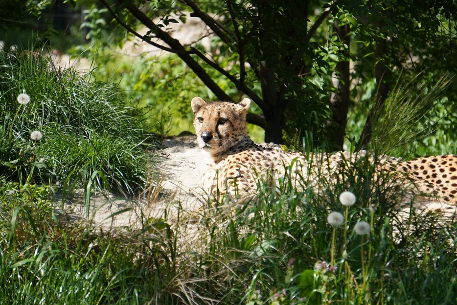 Andreas L – Tiergarten Schönbrunn