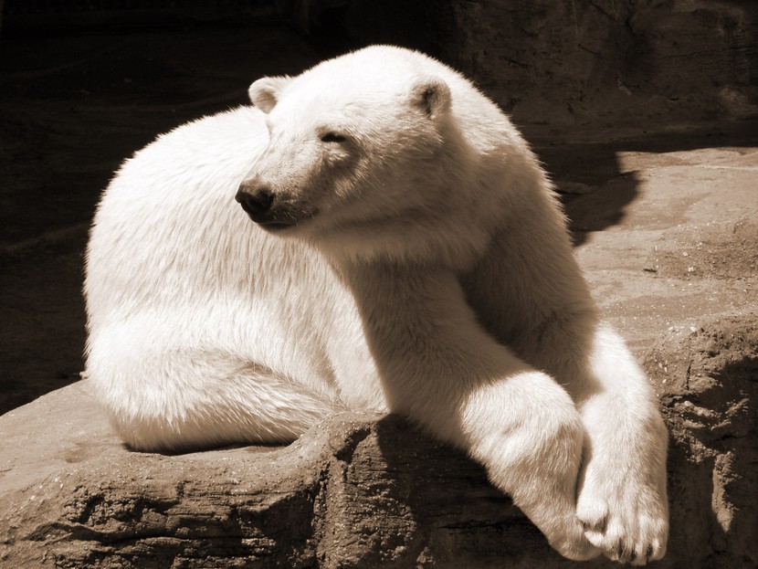 Barbara Baric – Tiergarten Schönbrunn