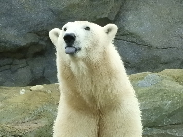 Elisabeth Grabner – Tiergarten Schönbrunn