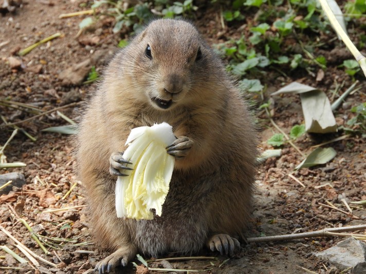 Elisabeth Grabner – Tiergarten Schönbrunn