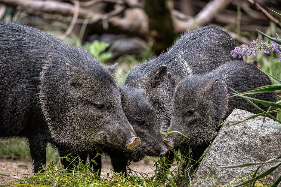 Homepage – Vienna Zoo