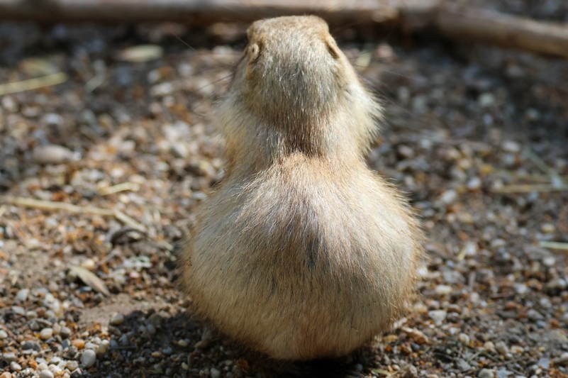 Isabella Schuster – Tiergarten Schönbrunn