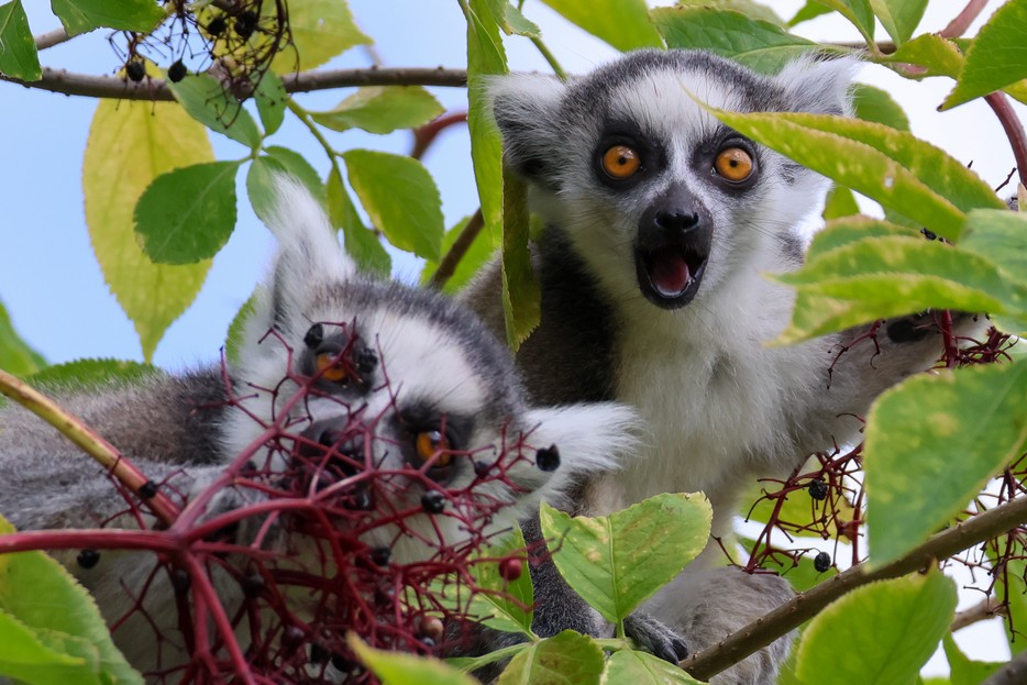 Homepage – Vienna Zoo