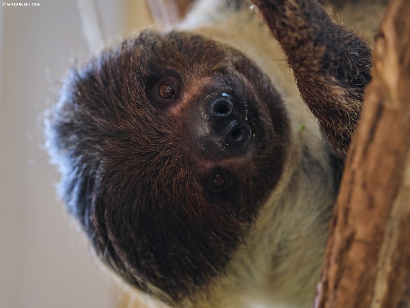 Mag. Mirza Numic – Tiergarten Schönbrunn