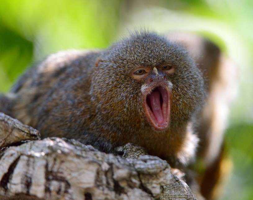 Foto: Manfred Stotz , 16. August 2013