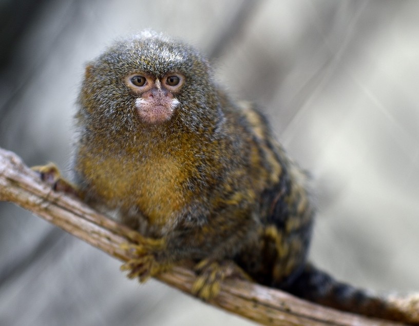 Foto: Manfred Stotz , 21. März 2014