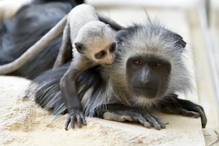 Säugetiere – Tiergarten Schönbrunn