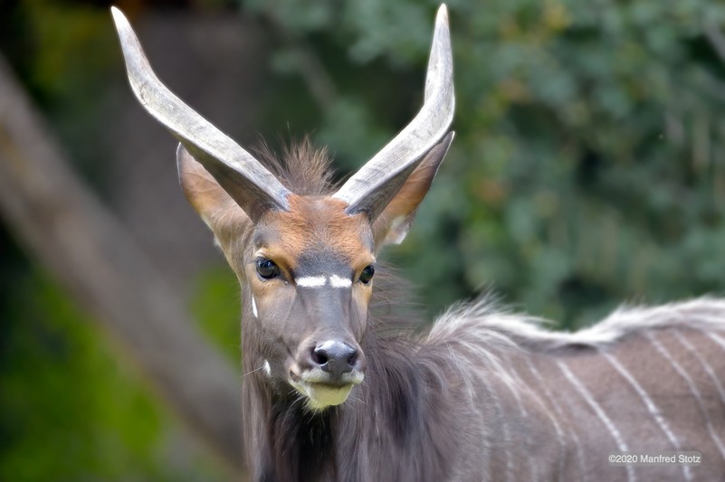 Nyala – Tiergarten Schönbrunn