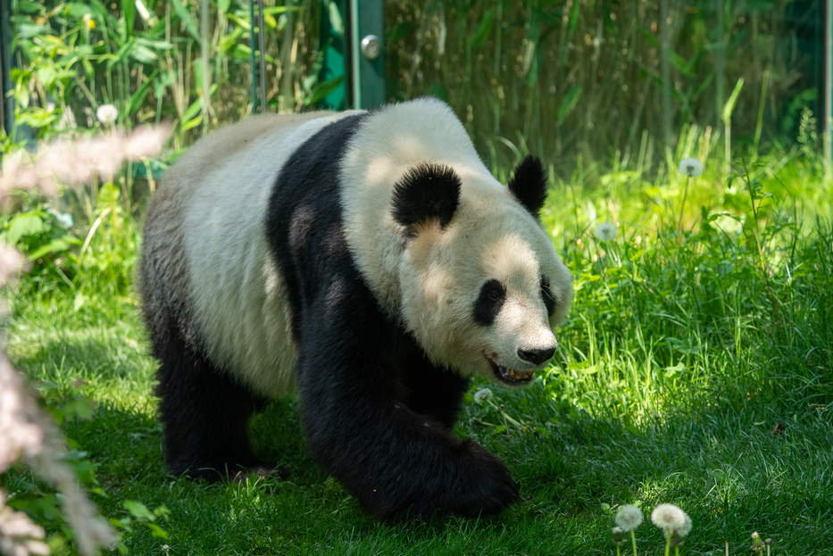 Großer Panda – Tiergarten Schönbrunn