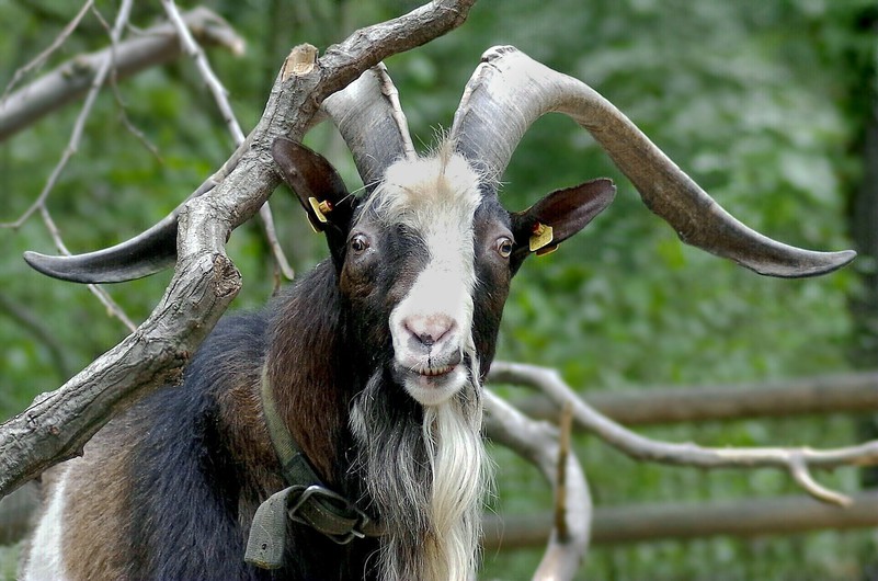 Tauernschecken Ziege – Tiergarten Schönbrunn