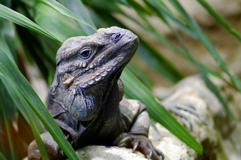 Nashornleguan – Tiergarten Schönbrunn