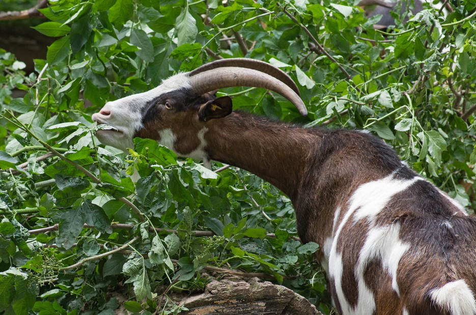 Tauernschecken Ziege – Tiergarten Schönbrunn