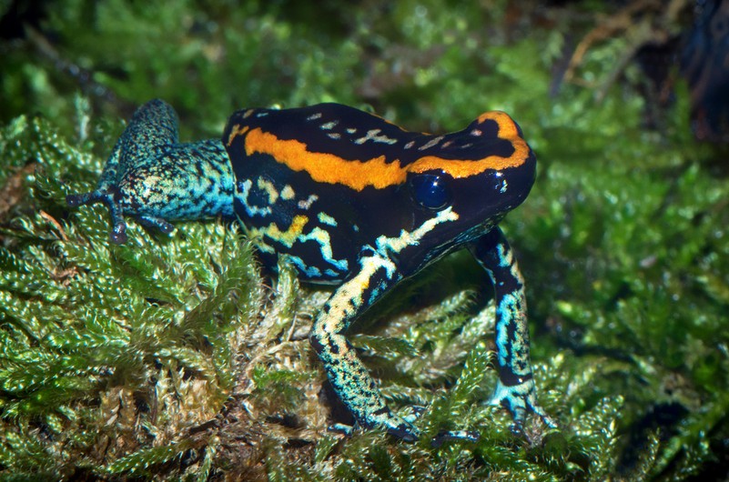 Gestreifter Pfeilgiftfrosch – Tiergarten Schönbrunn