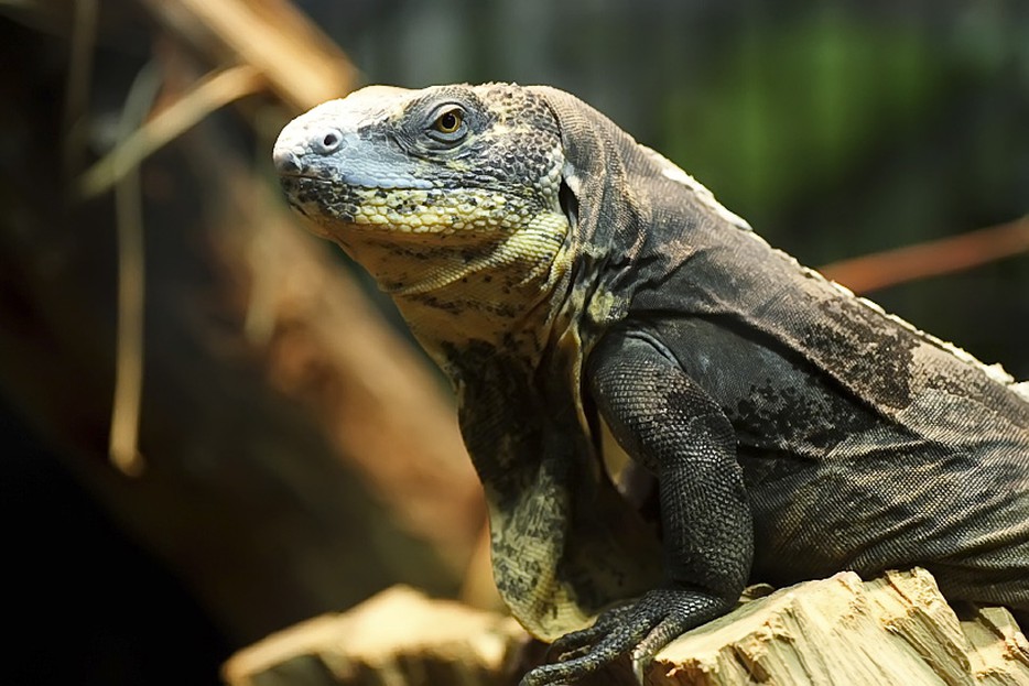 Stefan Kirsch – Tiergarten Schönbrunn