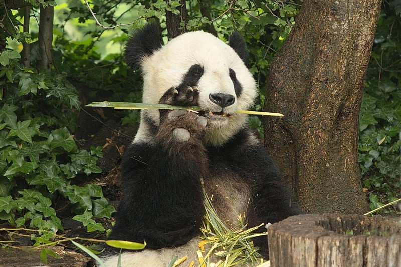Großer Panda – Tiergarten Schönbrunn