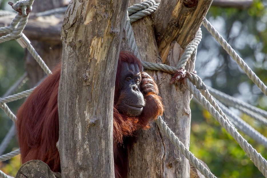 Franz Tiel – Tiergarten Schönbrunn