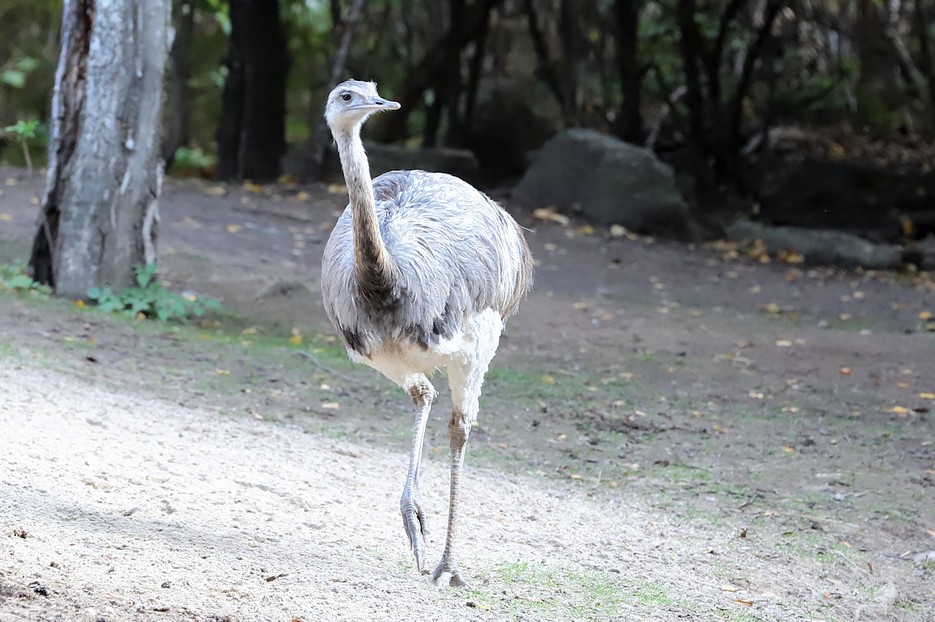 Ulrike Just – Tiergarten Schönbrunn