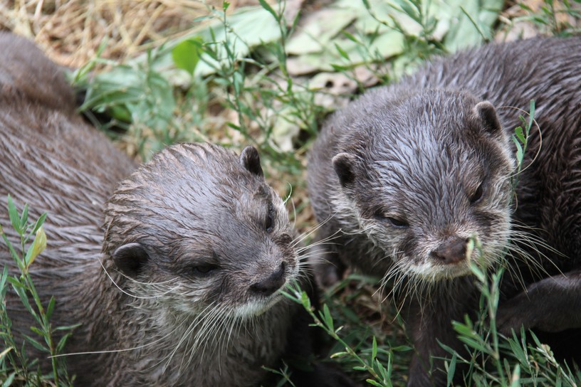 Foto: Anna Drumm , 5. Juli 2022