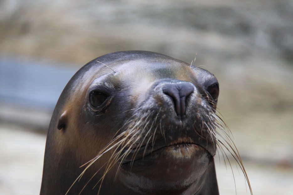 Anna Drumm – Tiergarten Schönbrunn