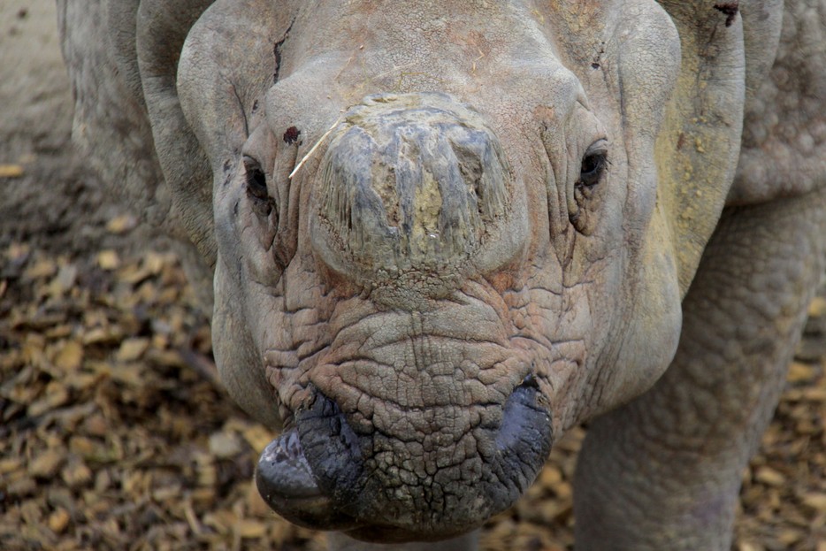 Anna Drumm – Tiergarten Schönbrunn
