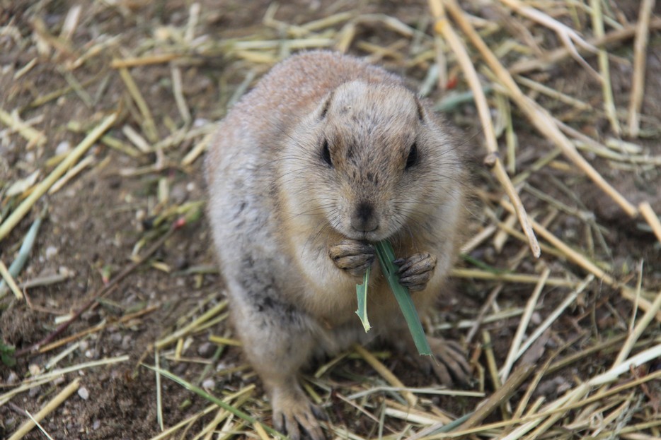 Anna Drumm – Tiergarten Schönbrunn