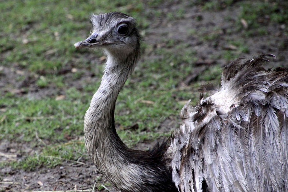 Anna Drumm – Tiergarten Schönbrunn