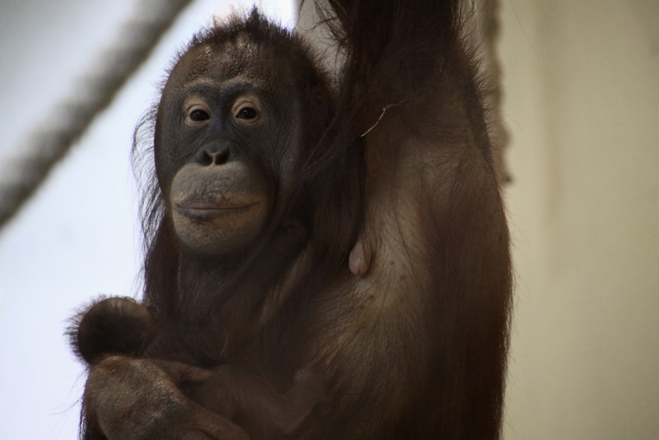 Anna Drumm – Tiergarten Schönbrunn