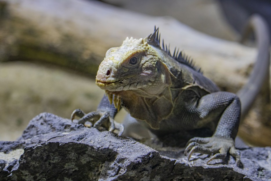 Kleiner Antillen-Leguan – Tiergarten Schönbrunn