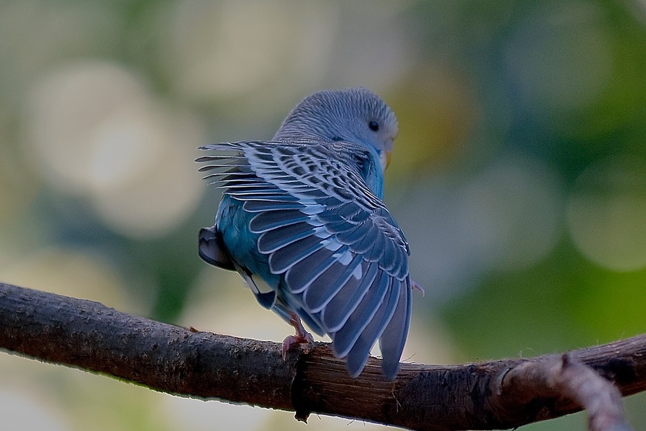 Wellensittich – Tiergarten Schönbrunn