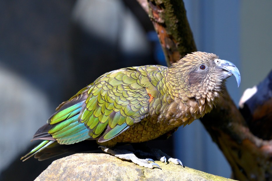 Homepage – Tiergarten Schönbrunn