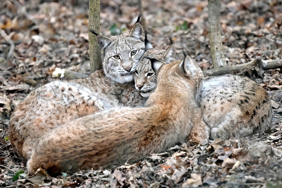 Eurasischer Luchs – Tiergarten Schönbrunn