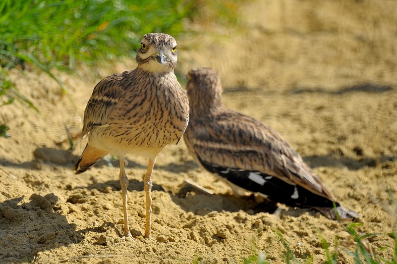 Triel – Tiergarten Schönbrunn