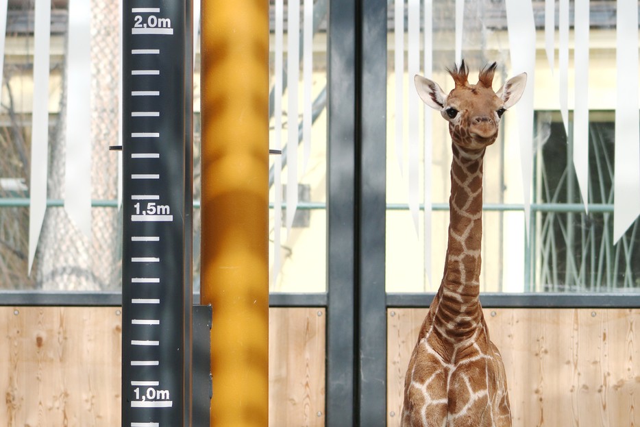 Barbara Feldmann – Tiergarten Schönbrunn