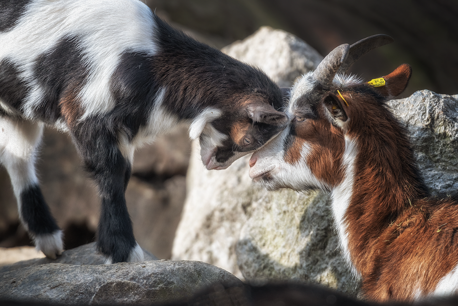 Tauernschecken Ziege – Tiergarten Schönbrunn