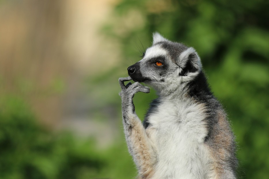 Katta – Tiergarten Schönbrunn