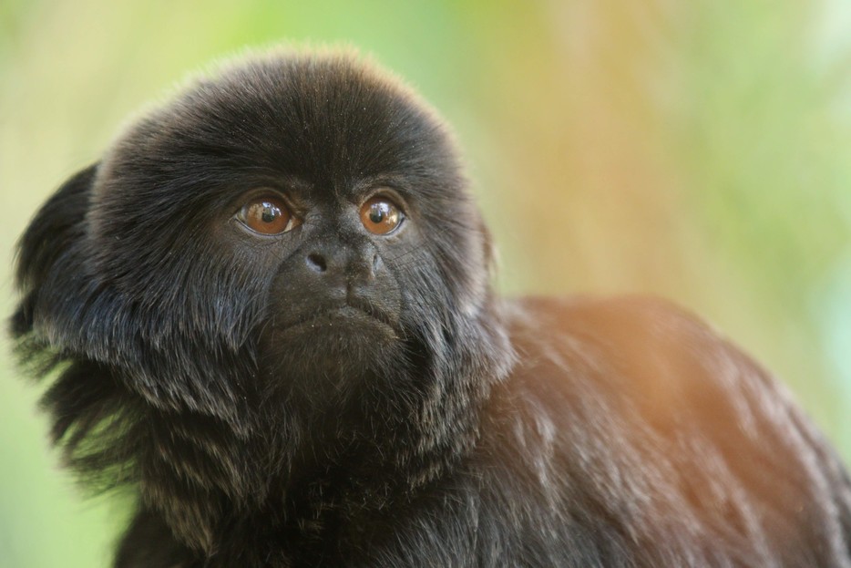 Springtamarin – Tiergarten Schönbrunn