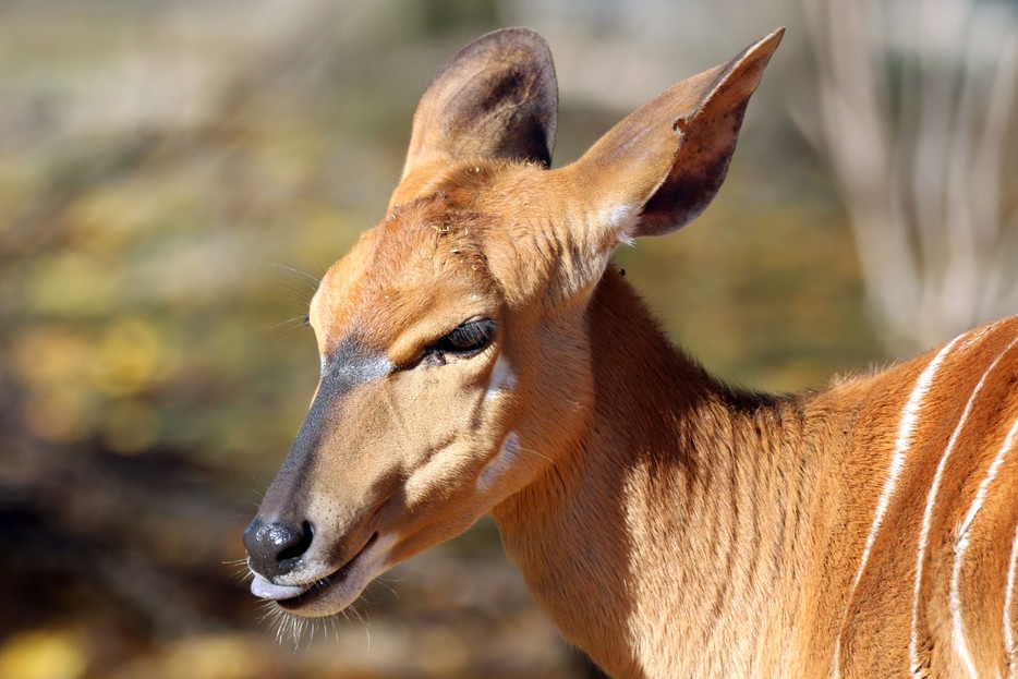 Nyala – Tiergarten Schönbrunn