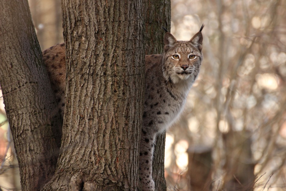 Eurasischer Luchs – Tiergarten Schönbrunn