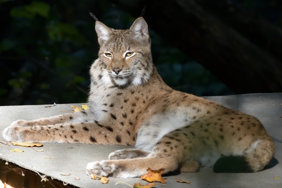 Eurasischer Luchs – Tiergarten Schönbrunn