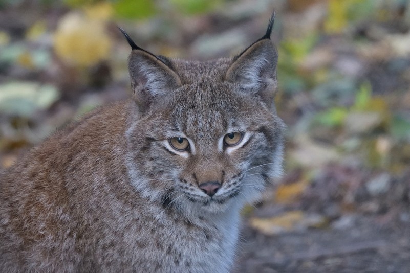 Eurasischer Luchs – Tiergarten Schönbrunn