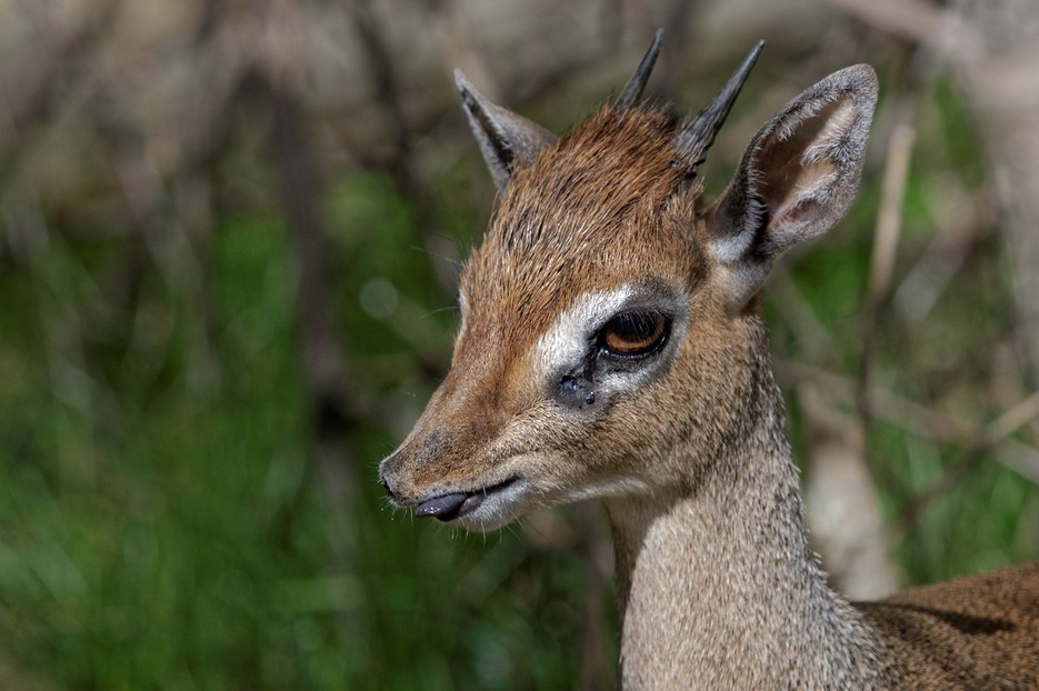 Kirk-Dikdik – Tiergarten Schönbrunn