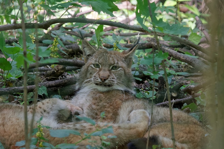 Eurasischer Luchs – Tiergarten Schönbrunn