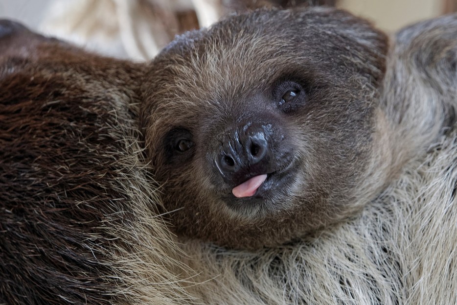 Zweifingerfaultier – Tiergarten Schönbrunn